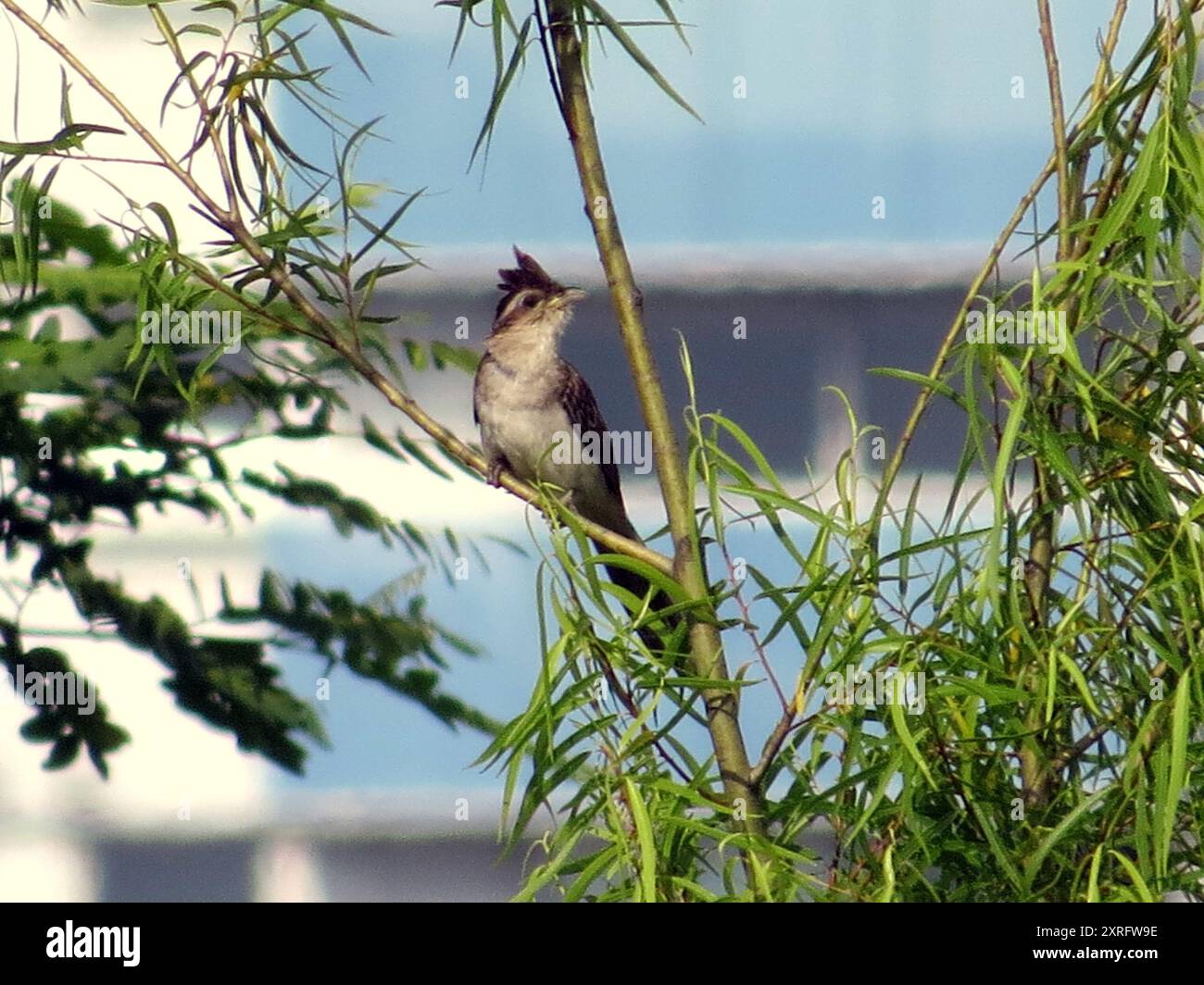 Striped Cuckoo (Tapera naevia) Aves Stock Photo - Alamy
