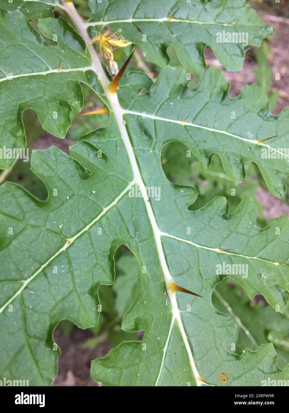 Red Buffalo-bur (Solanum sisymbriifolium) Plantae Stock Photo - Alamy