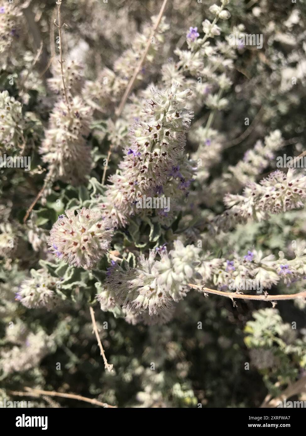 desert lavender (Condea emoryi) Plantae Stock Photo - Alamy