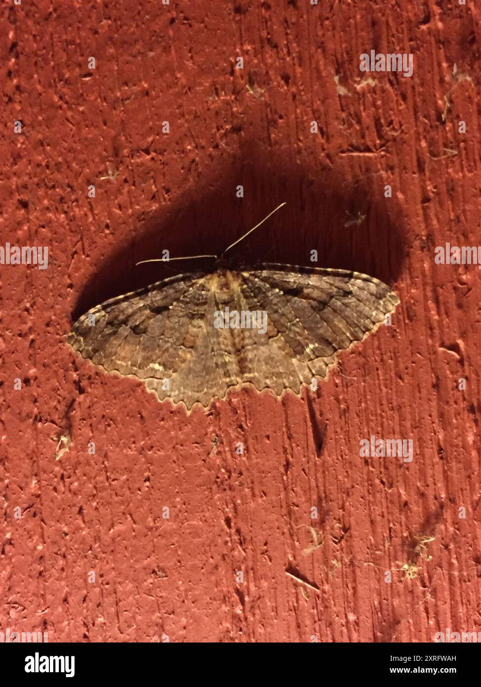 Tissue Moth (Triphosa haesitata) Insecta Stock Photo - Alamy