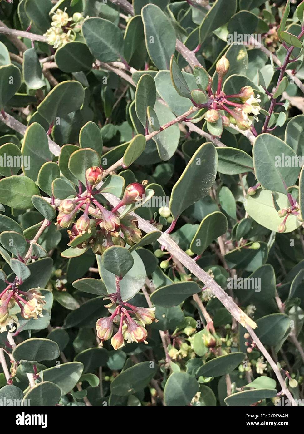 Figs (Ficus) Plantae Stock Photo - Alamy