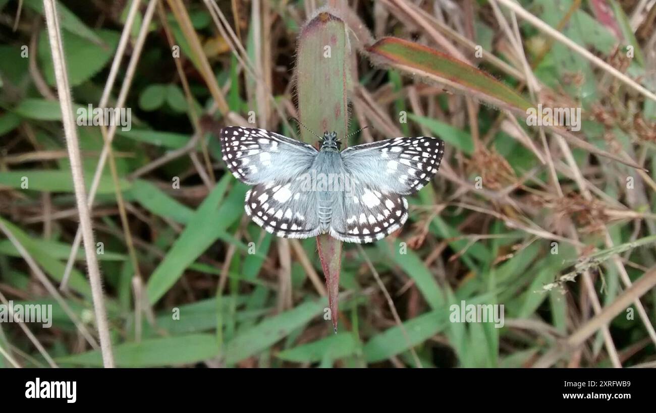 Orcus Checkered-Skipper (Burnsius orcus) Insecta Stock Photo - Alamy