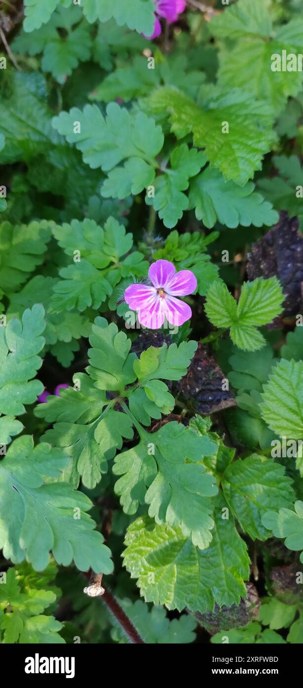 Herb Robert (Geranium robertianum) Plantae Stock Photo - Alamy