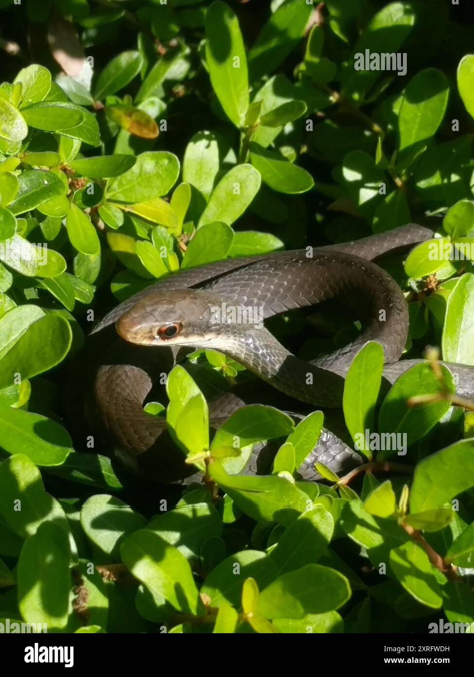 North American Racer (Coluber constrictor) Reptilia Stock Photo - Alamy