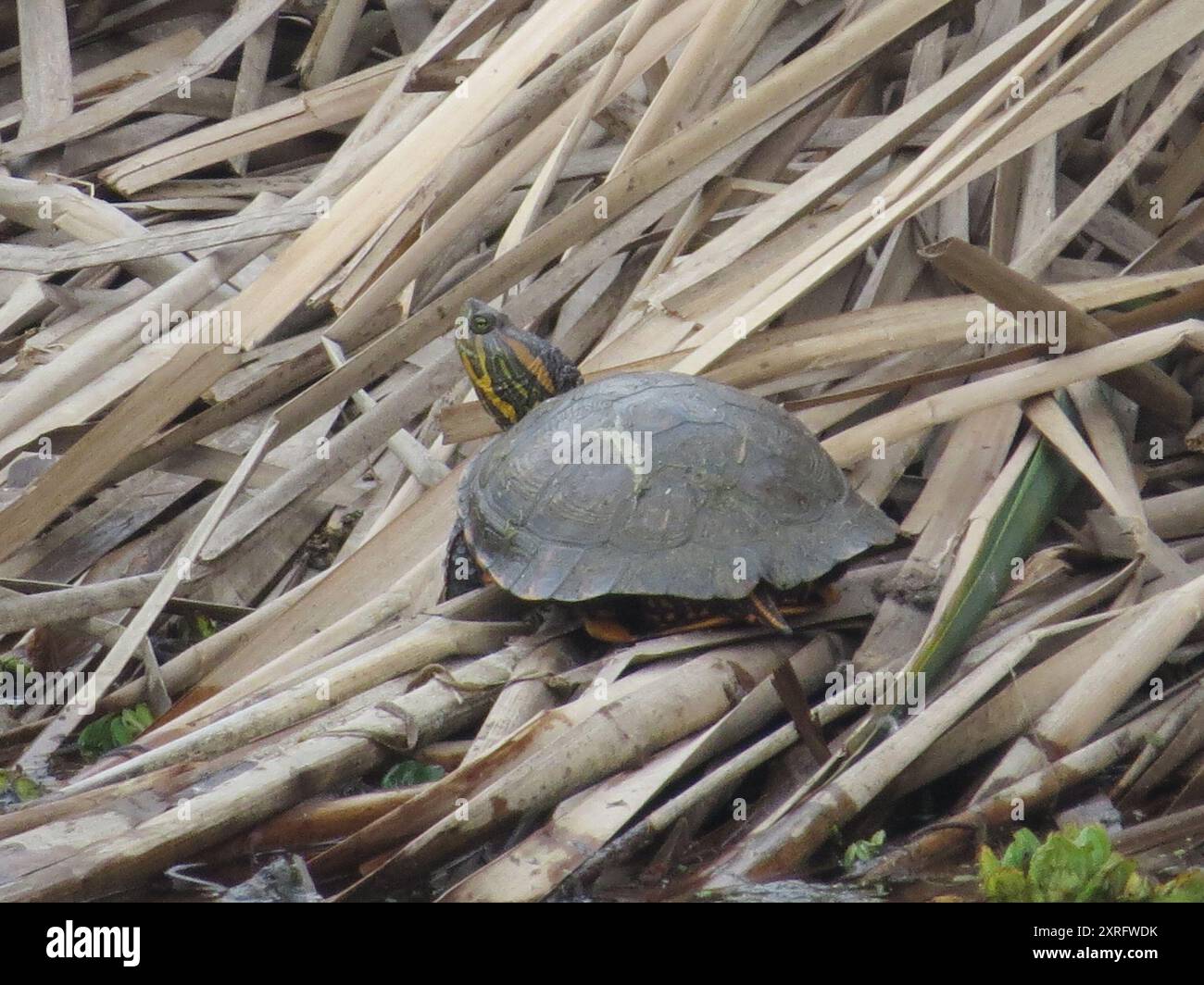 Trachemys dorbigni dorbigni hi-res stock photography and images - Alamy