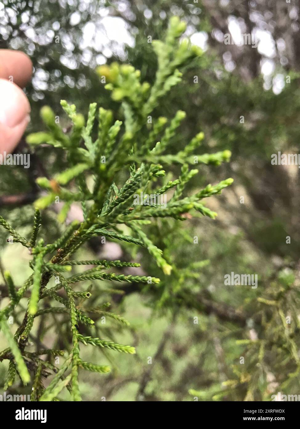Ashe juniper (Juniperus ashei) Plantae Stock Photo - Alamy