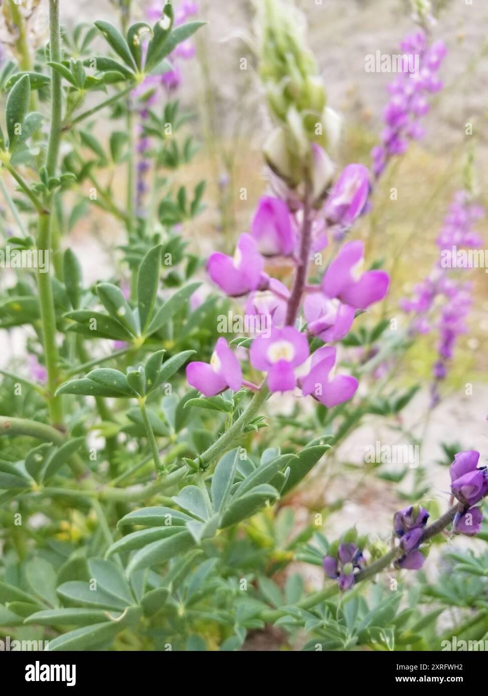 Arizona lupine (Lupinus arizonicus) Plantae Stock Photo - Alamy