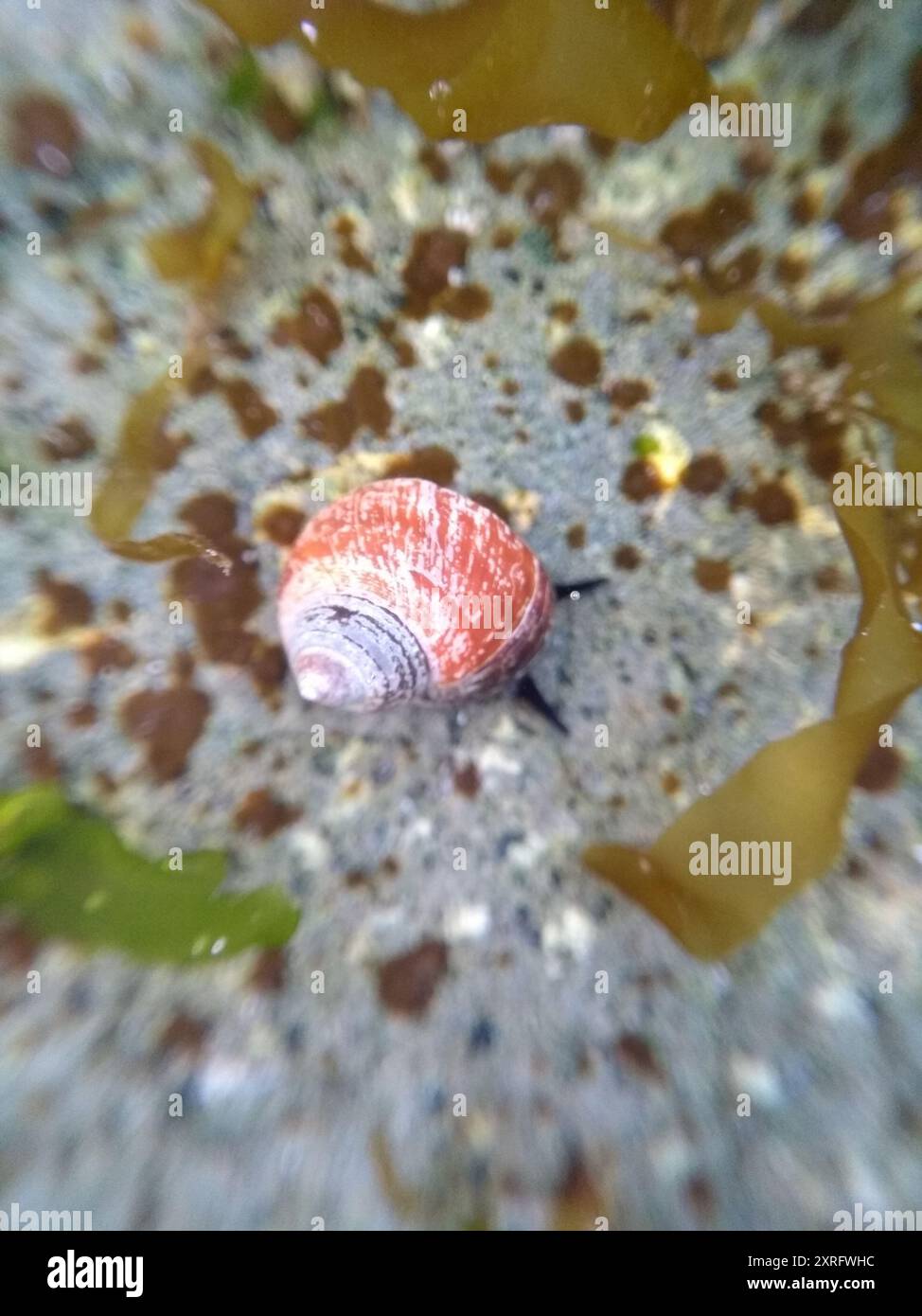 Sitka Periwinkle (Littorina sitkana) Mollusca Stock Photo - Alamy