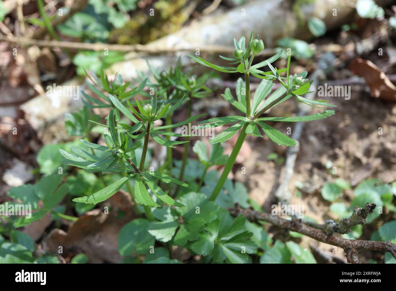 Goldilocks Buttercup (Ranunculus auricomus) Plantae Stock Photo - Alamy