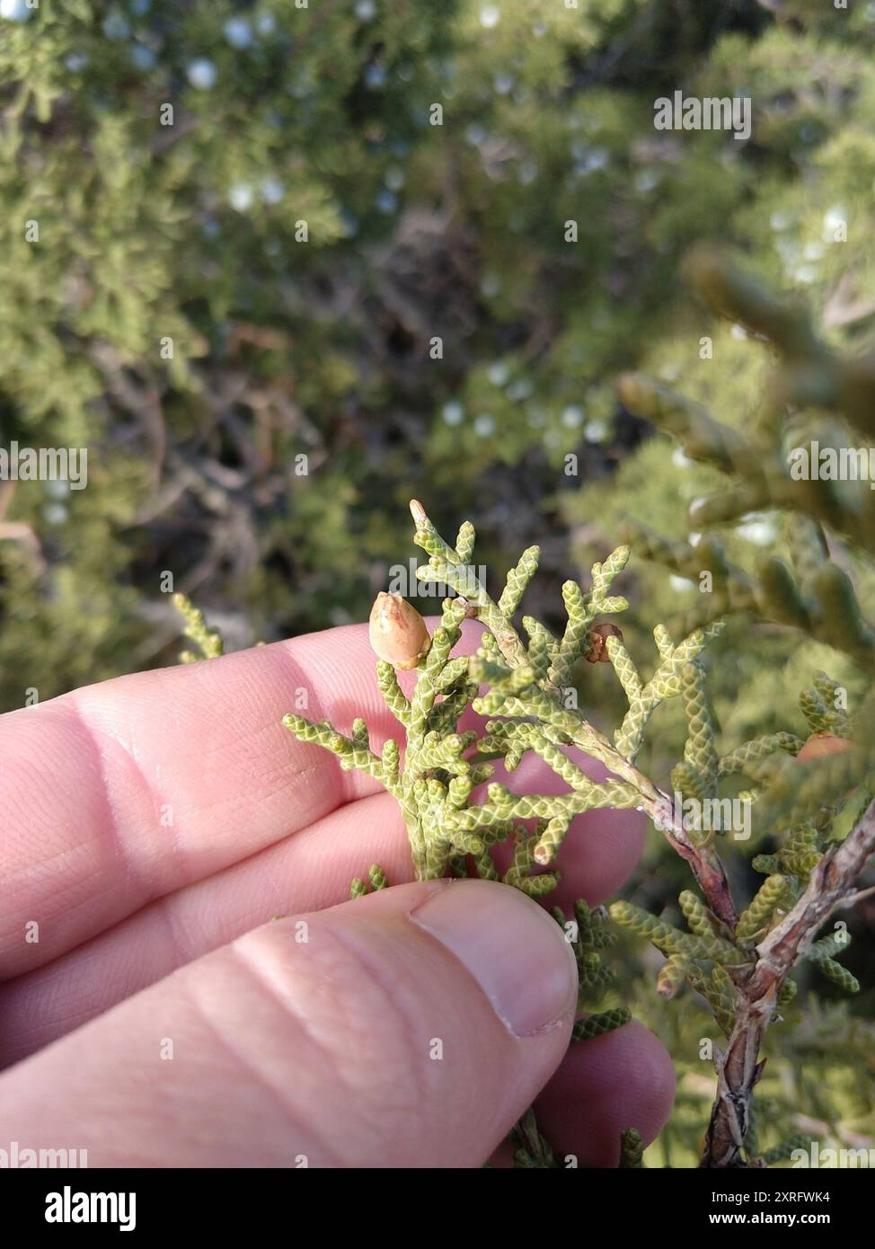 Juniper Urn Gall Midge (Walshomyia juniperina) Insecta Stock Photo - Alamy