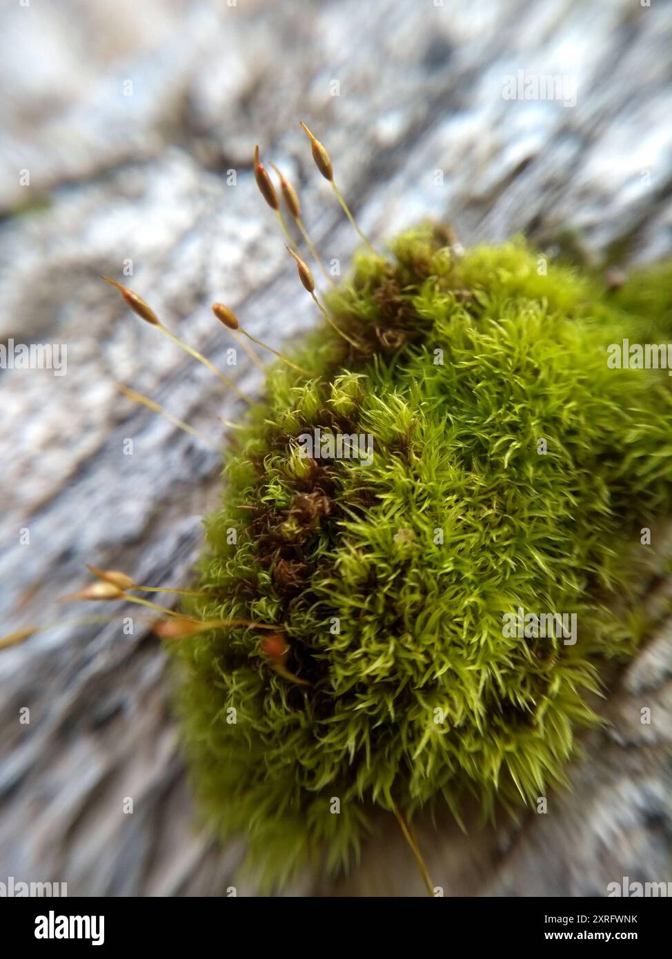 Common Pincushion (Dicranoweisia cirrata) Plantae Stock Photo - Alamy