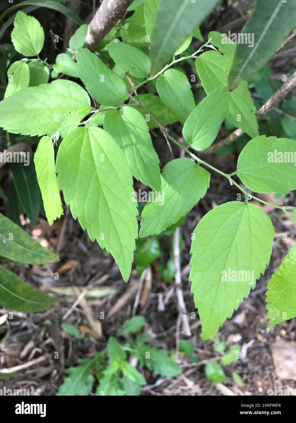 sugar hackberry (Celtis laevigata) Plantae Stock Photo - Alamy