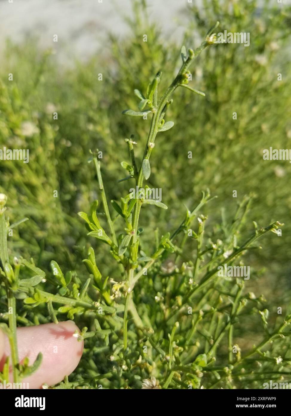 Desert Broom (Baccharis sarothroides) Plantae Stock Photo - Alamy