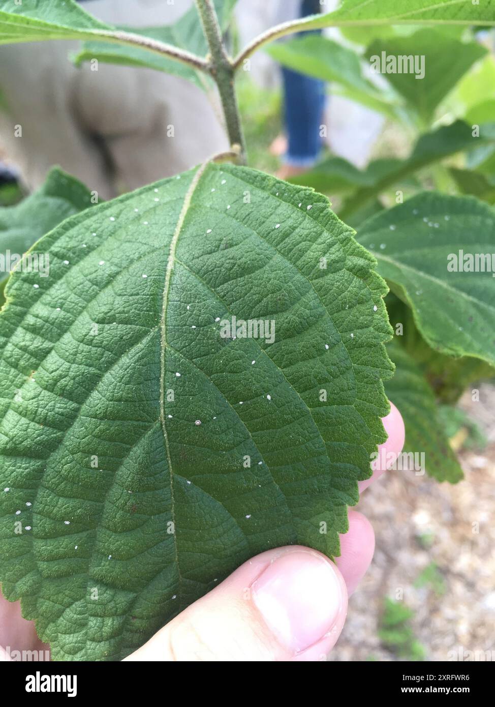 Florida Wax Scale (Ceroplastes floridensis) Insecta Stock Photo - Alamy