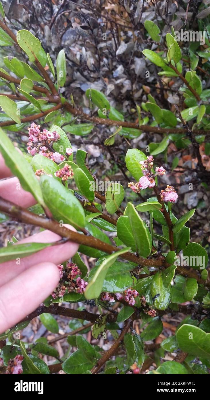 lemonade berry (Rhus integrifolia) Plantae Stock Photo - Alamy