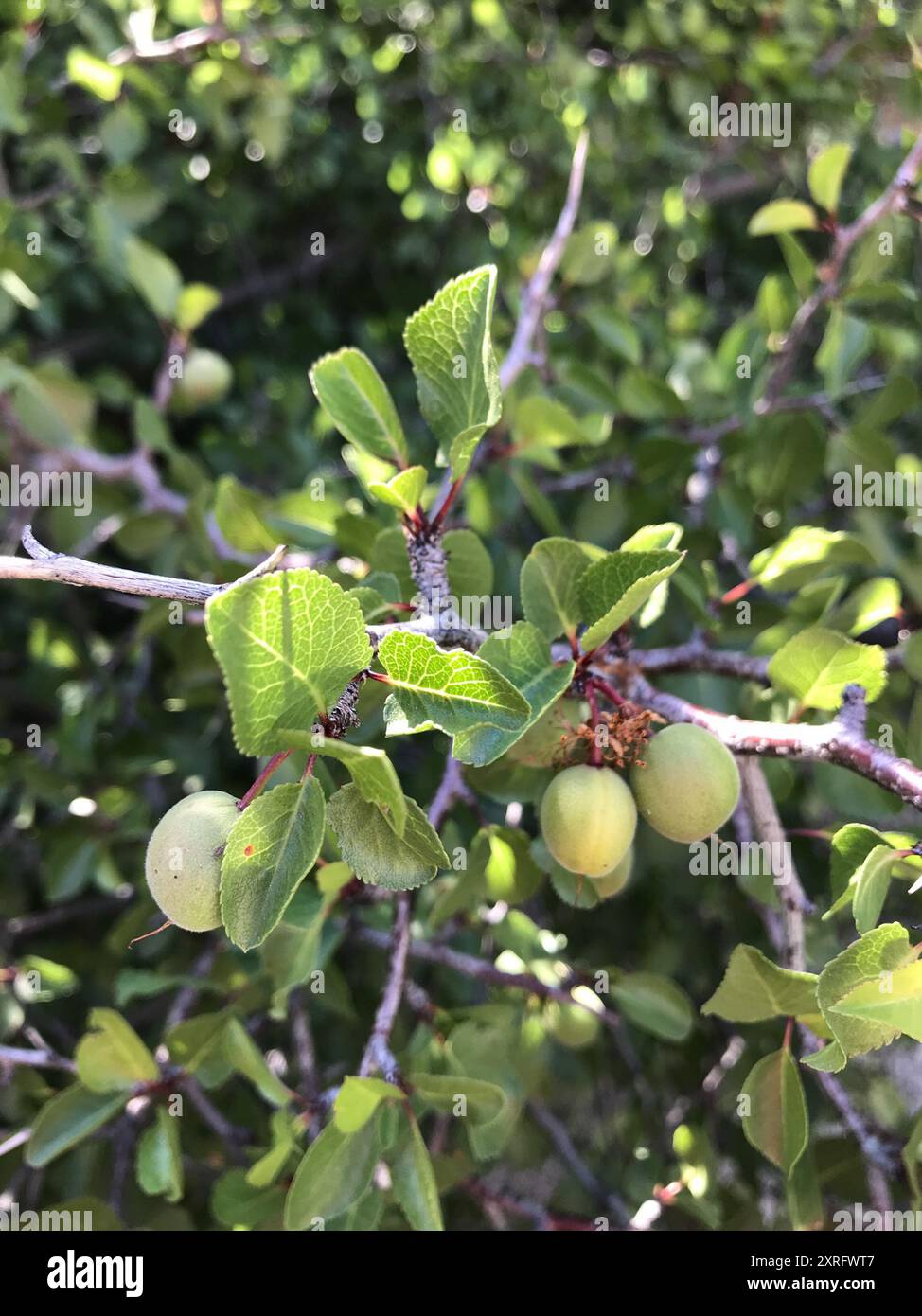 Desert Apricot (Prunus fremontii) Plantae Stock Photo - Alamy