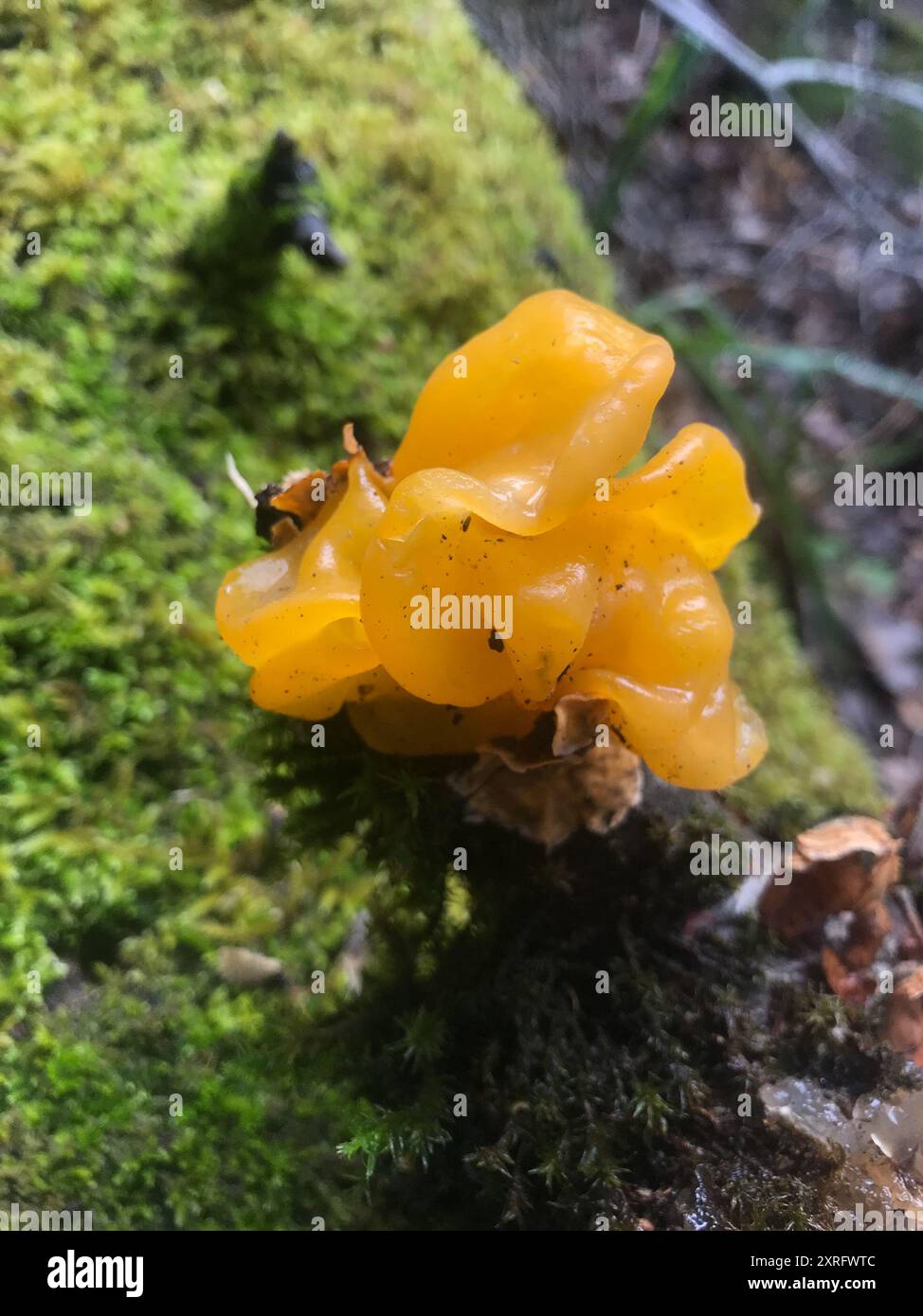 golden ear (Naematelia aurantia) Fungi Stock Photo - Alamy