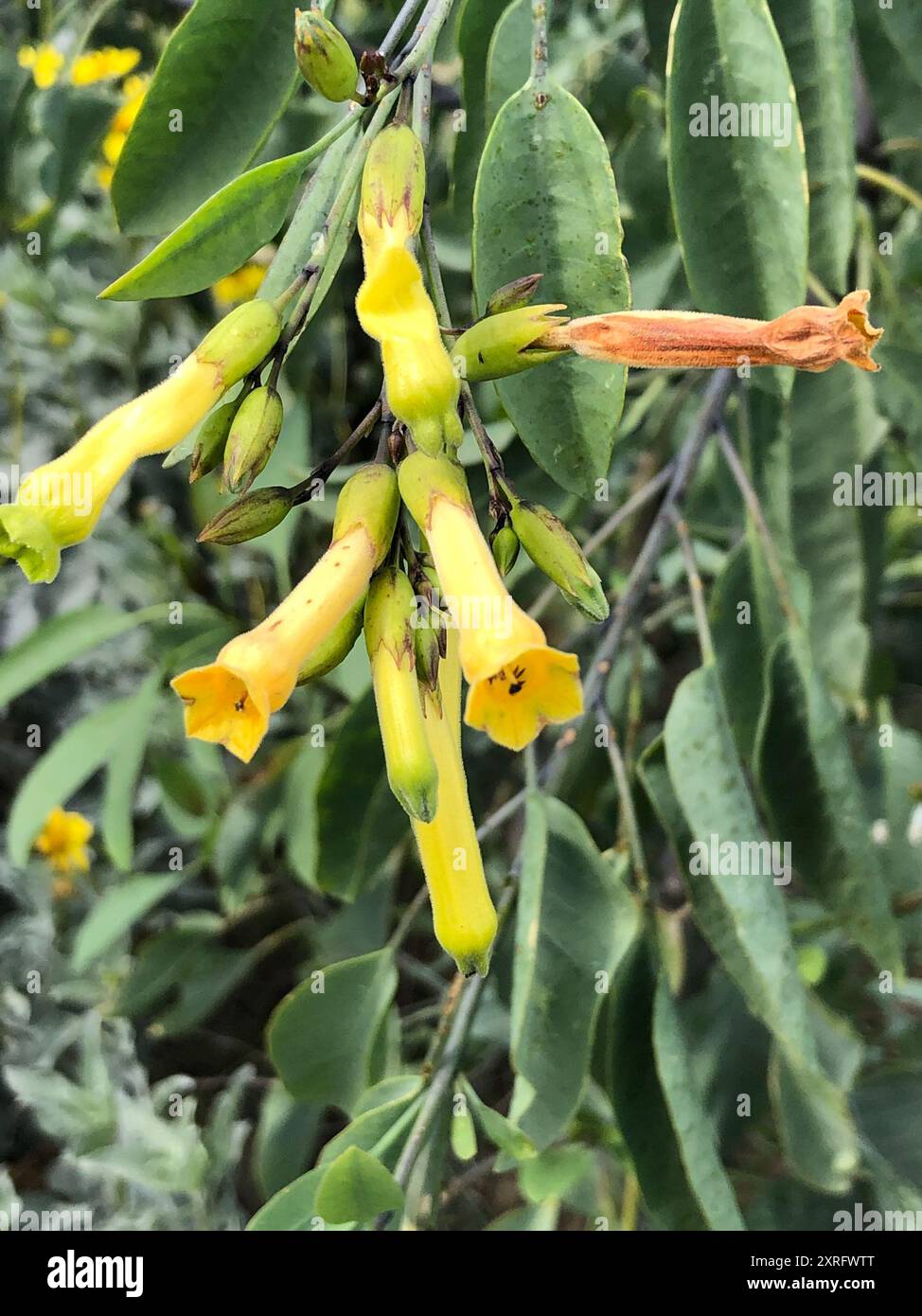 tree tobacco (Nicotiana glauca) Plantae Stock Photo - Alamy