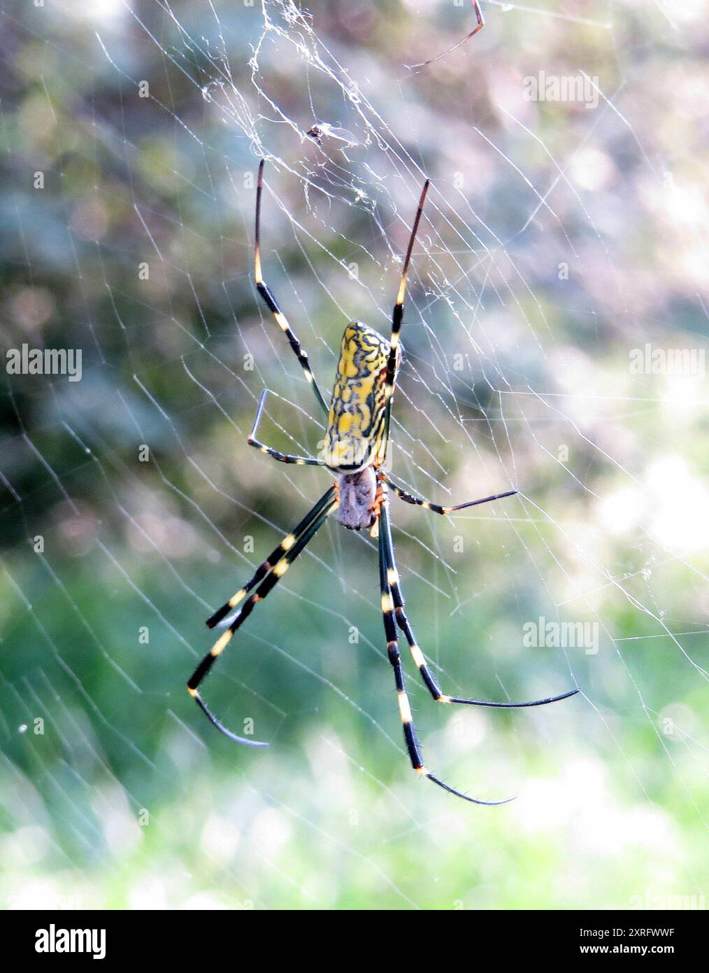 Joro Spider (Trichonephila clavata) Arachnida Stock Photo - Alamy