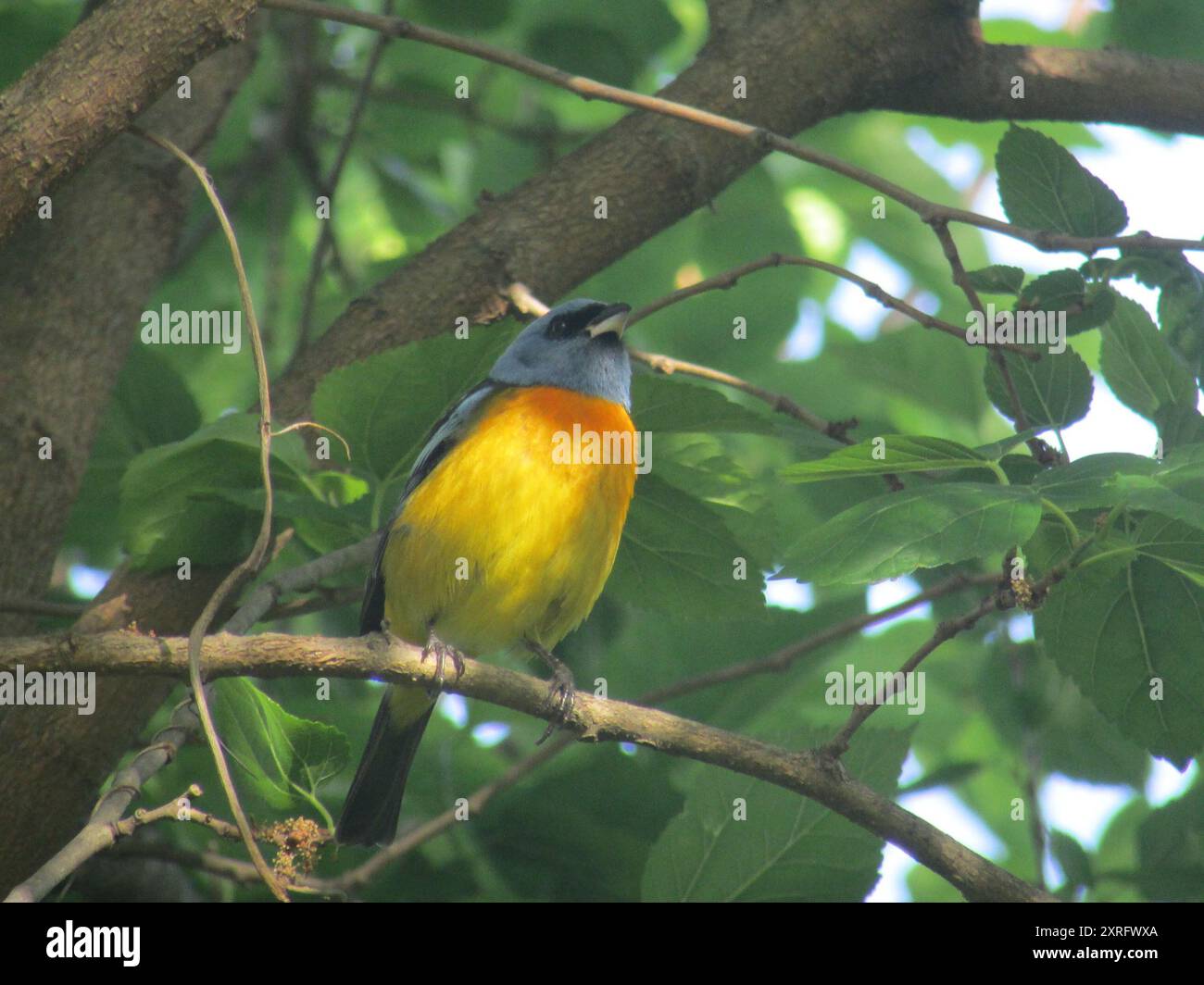 Blue-and-yellow Tanager (Rauenia bonariensis) Aves Stock Photo - Alamy