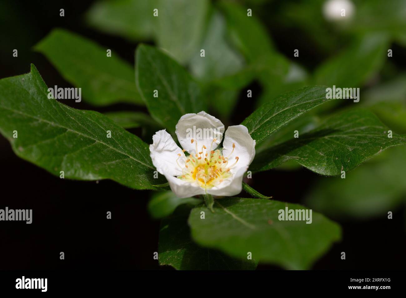 white flowers and leaves of the Japanese loquat tree, eriobotrya ...
