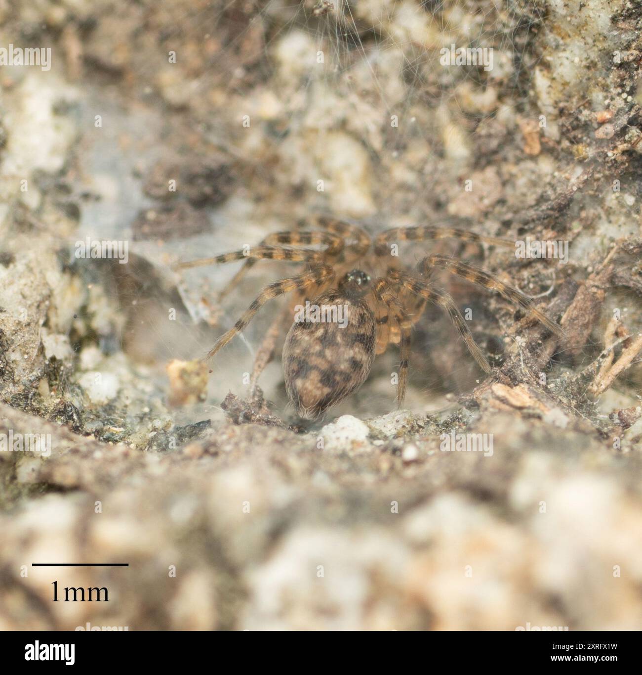 Wall Spiders (Oecobius) Arachnida Stock Photo - Alamy