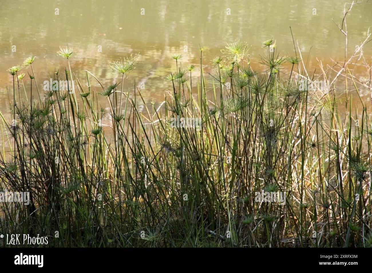 Dwarf Papyrus (Cyperus prolifer) Plantae Stock Photo - Alamy
