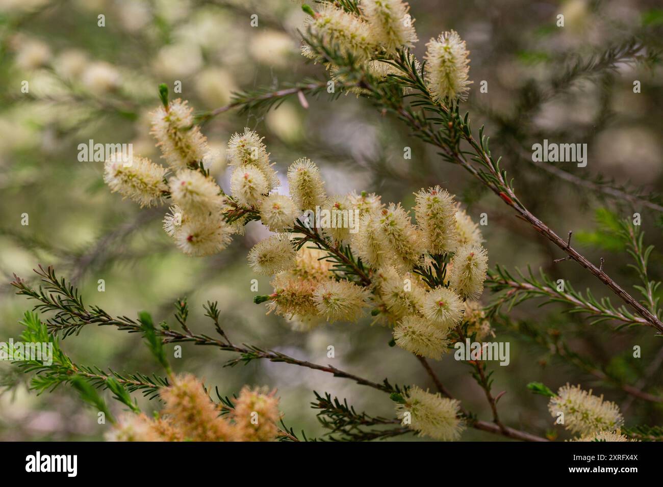 Melaleuca ericifolia (swamp paperbark) flowers on tree in spring ...