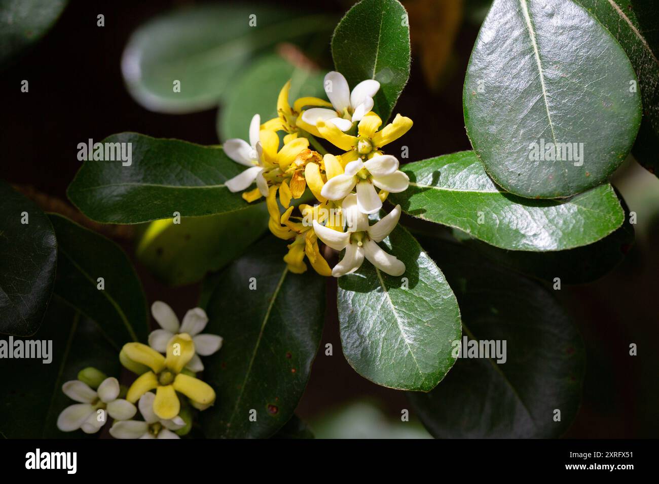 the flowering plant Pittosporum tobira, the Japanese pittosporum or ...