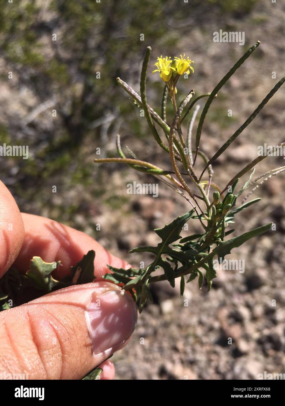 London rocket (Sisymbrium irio) Plantae Stock Photo - Alamy