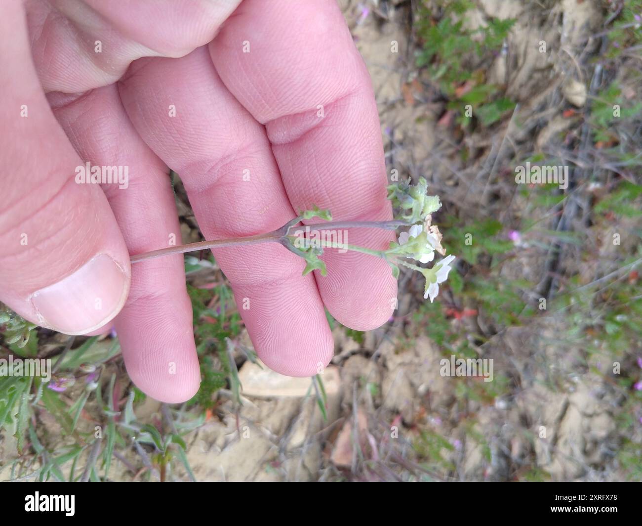 white fiesta flower (Pholistoma membranaceum) Plantae Stock Photo - Alamy