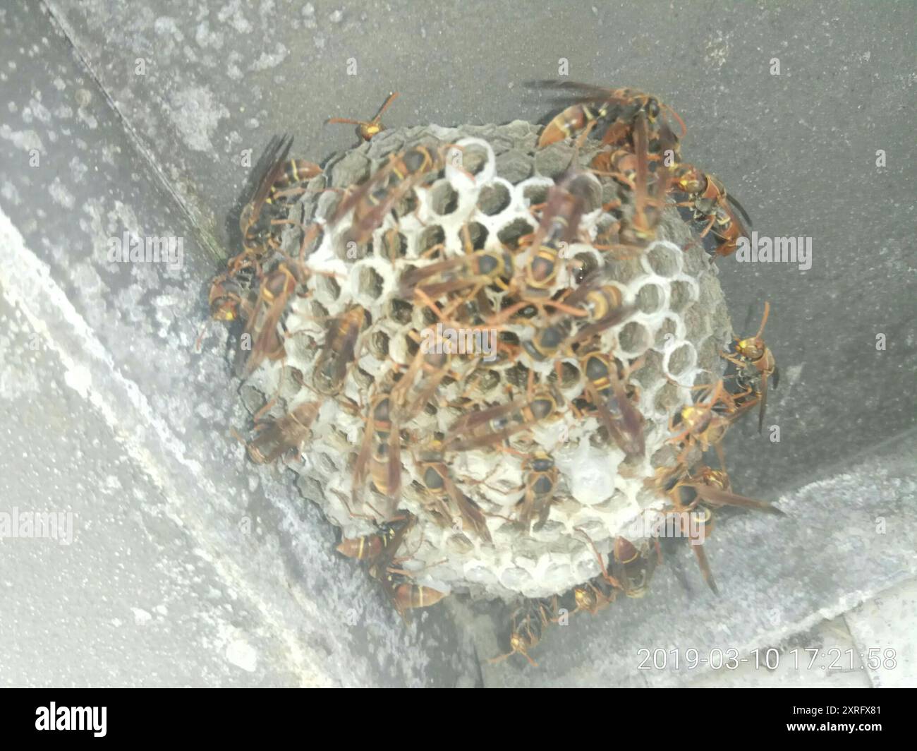 Southern Australian Paper Wasp (Polistes humilis humilis) Insecta Stock ...