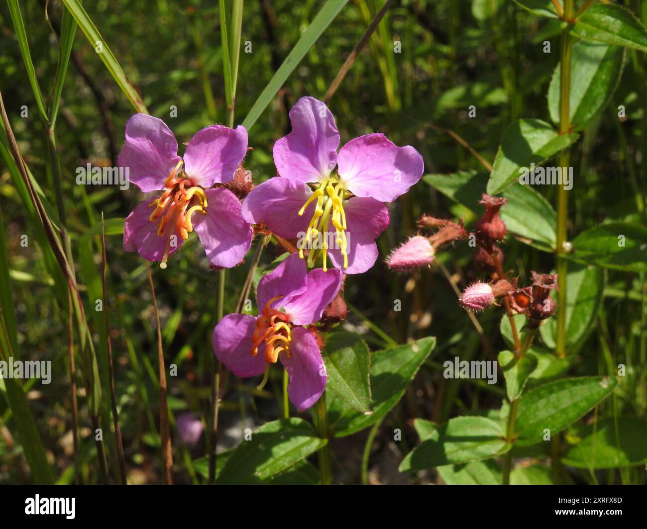 Virginia meadowbeauty (Rhexia virginica) Plantae Stock Photo - Alamy