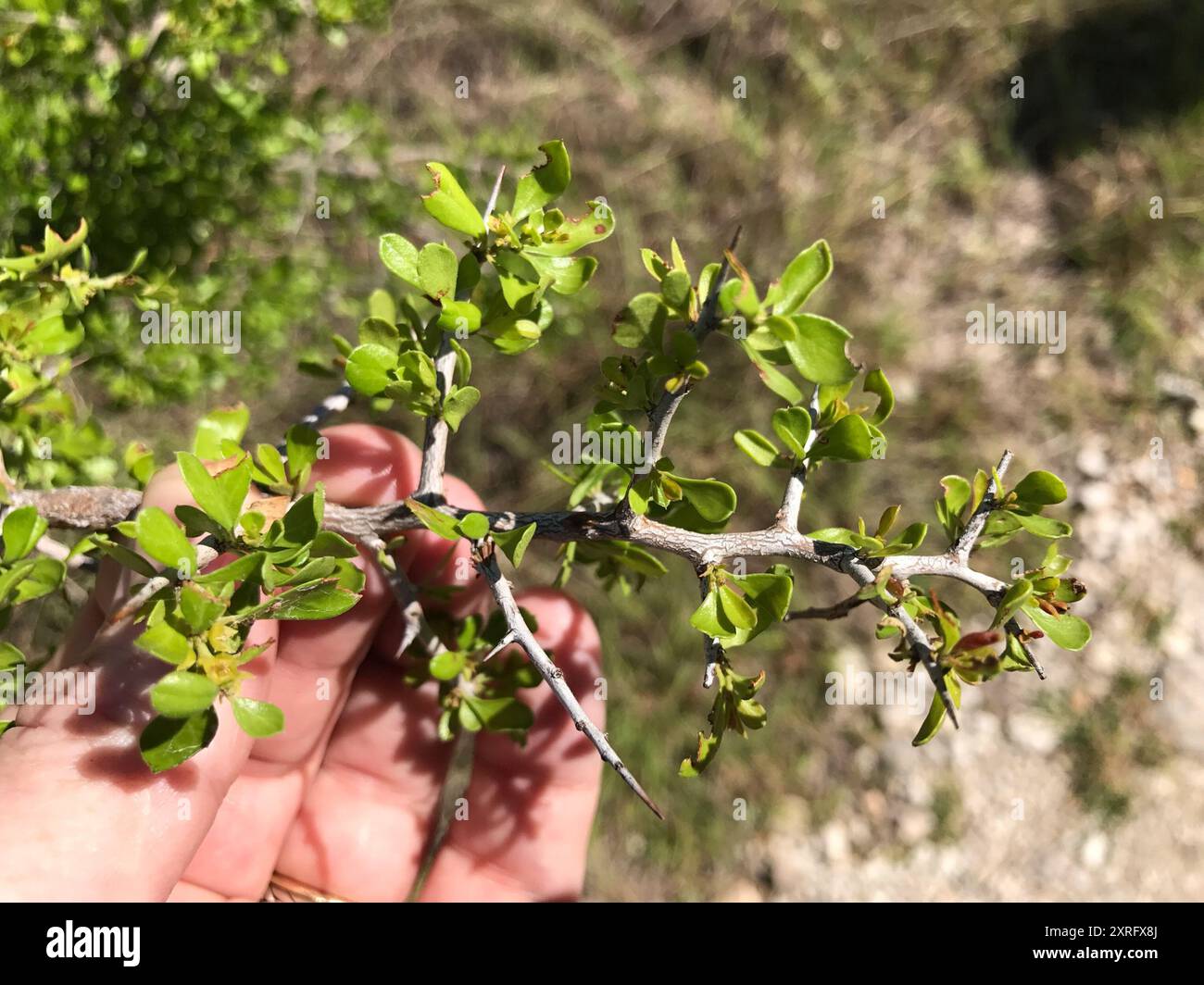 buckthorn family (Rhamnaceae) Plantae Stock Photo - Alamy