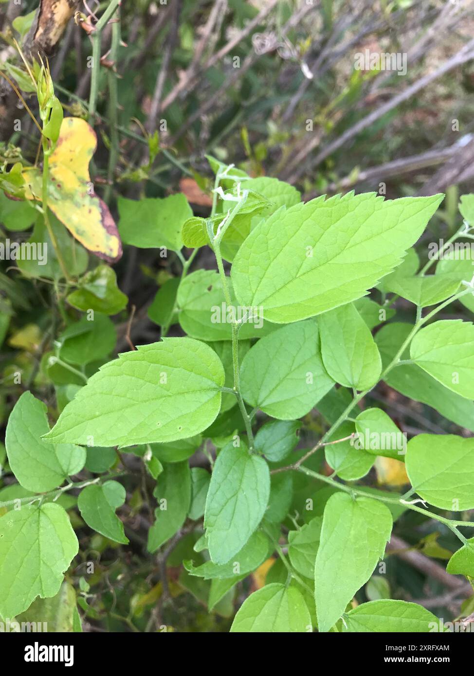 sugar hackberry (Celtis laevigata) Plantae Stock Photo - Alamy
