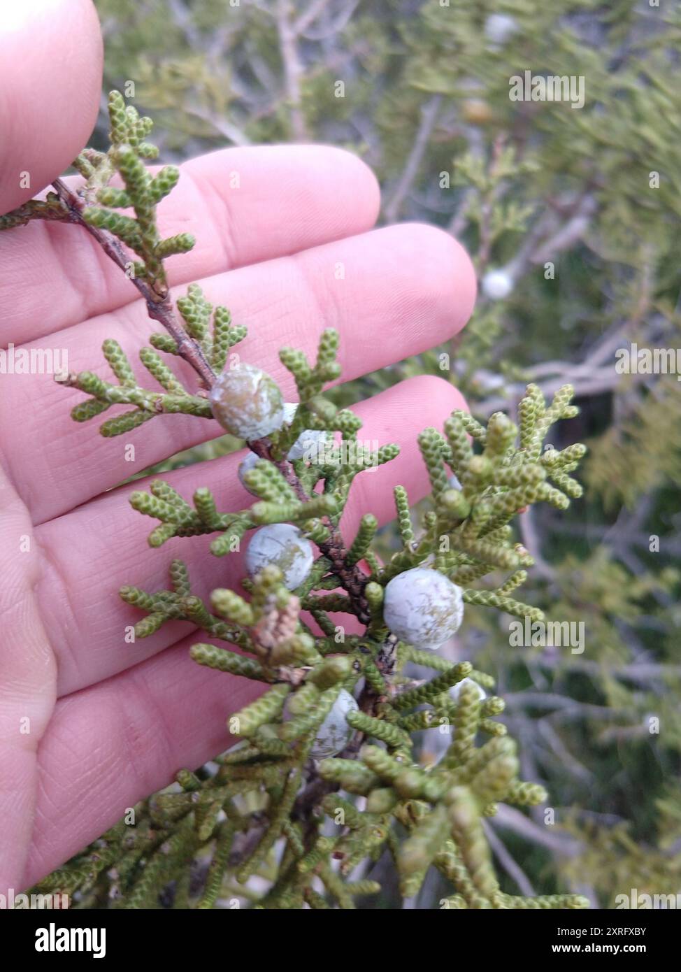 California juniper (Juniperus californica) Plantae Stock Photo - Alamy