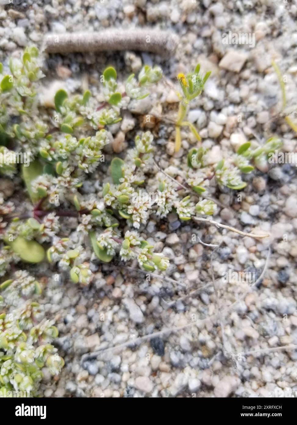 Frost Mat (Achyronychia cooperi) Plantae Stock Photo - Alamy