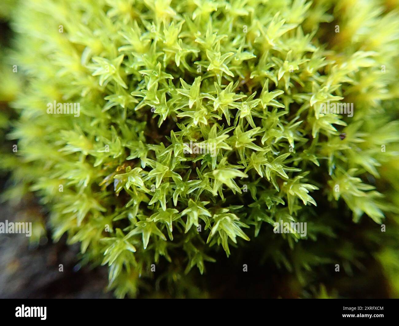 transparent fork-moss (Dichodontium pellucidum) Plantae Stock Photo - Alamy