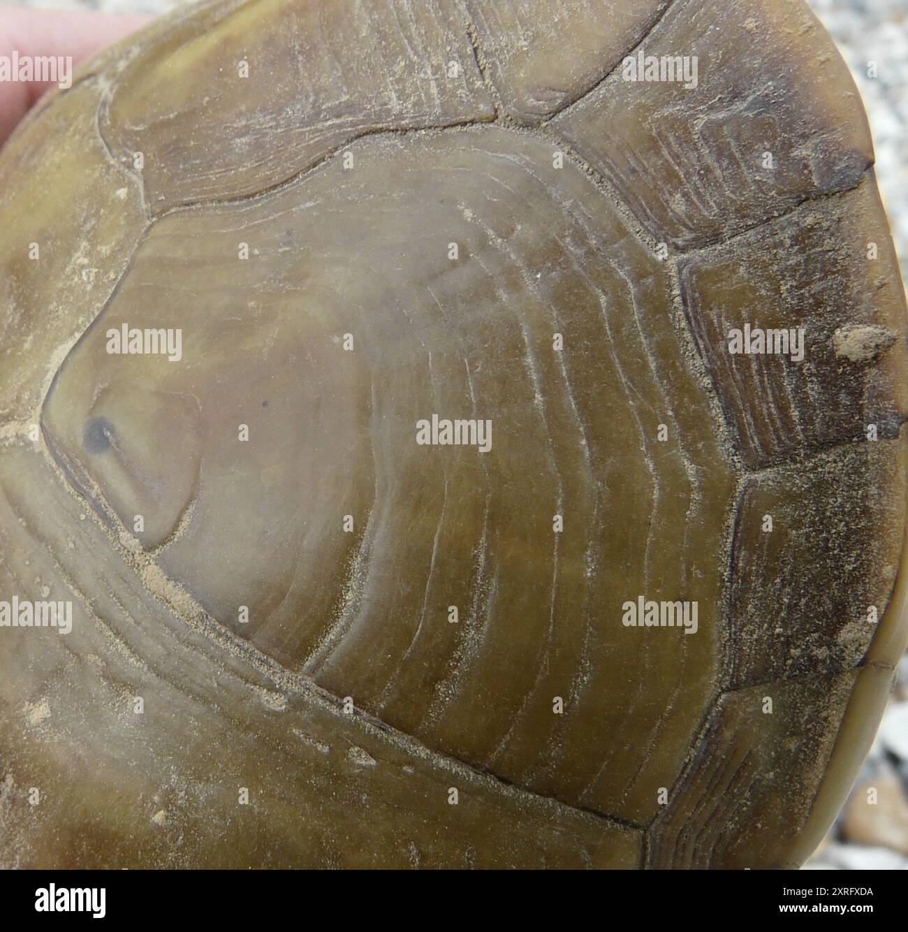 Three-toed Box Turtle (Terrapene triunguis) Reptilia Stock Photo - Alamy