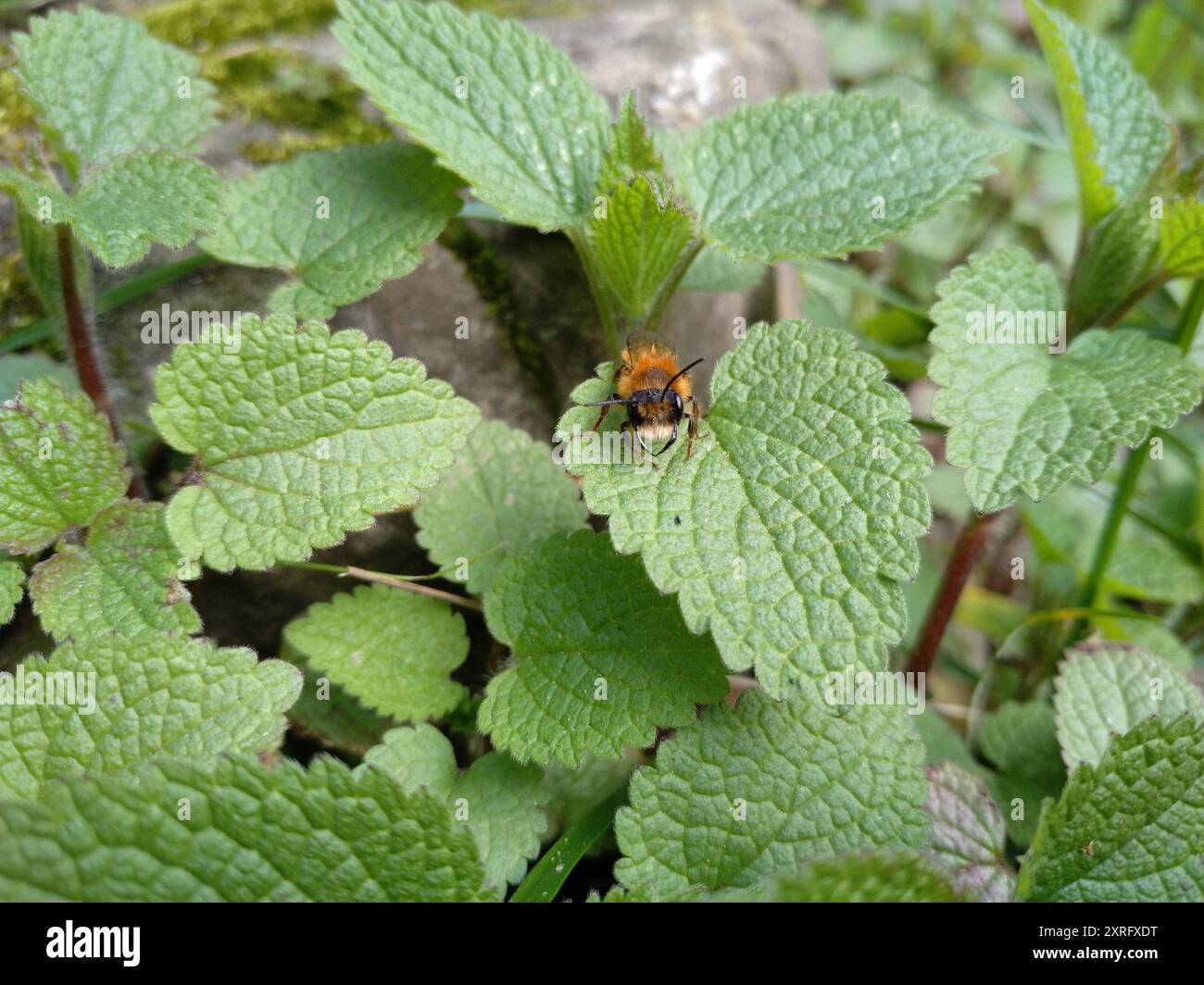 Tawny Mining Bee (Andrena fulva) Insecta Stock Photo - Alamy