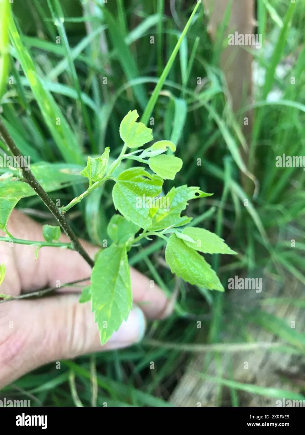 sugar hackberry (Celtis laevigata) Plantae Stock Photo - Alamy