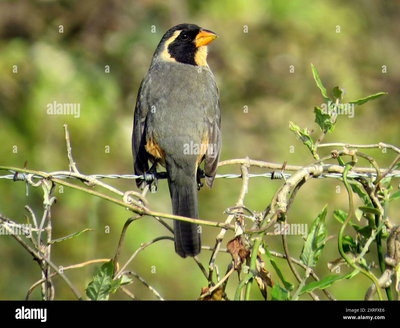 Golden-billed Saltator (Saltator aurantiirostris) Aves Stock Photo - Alamy