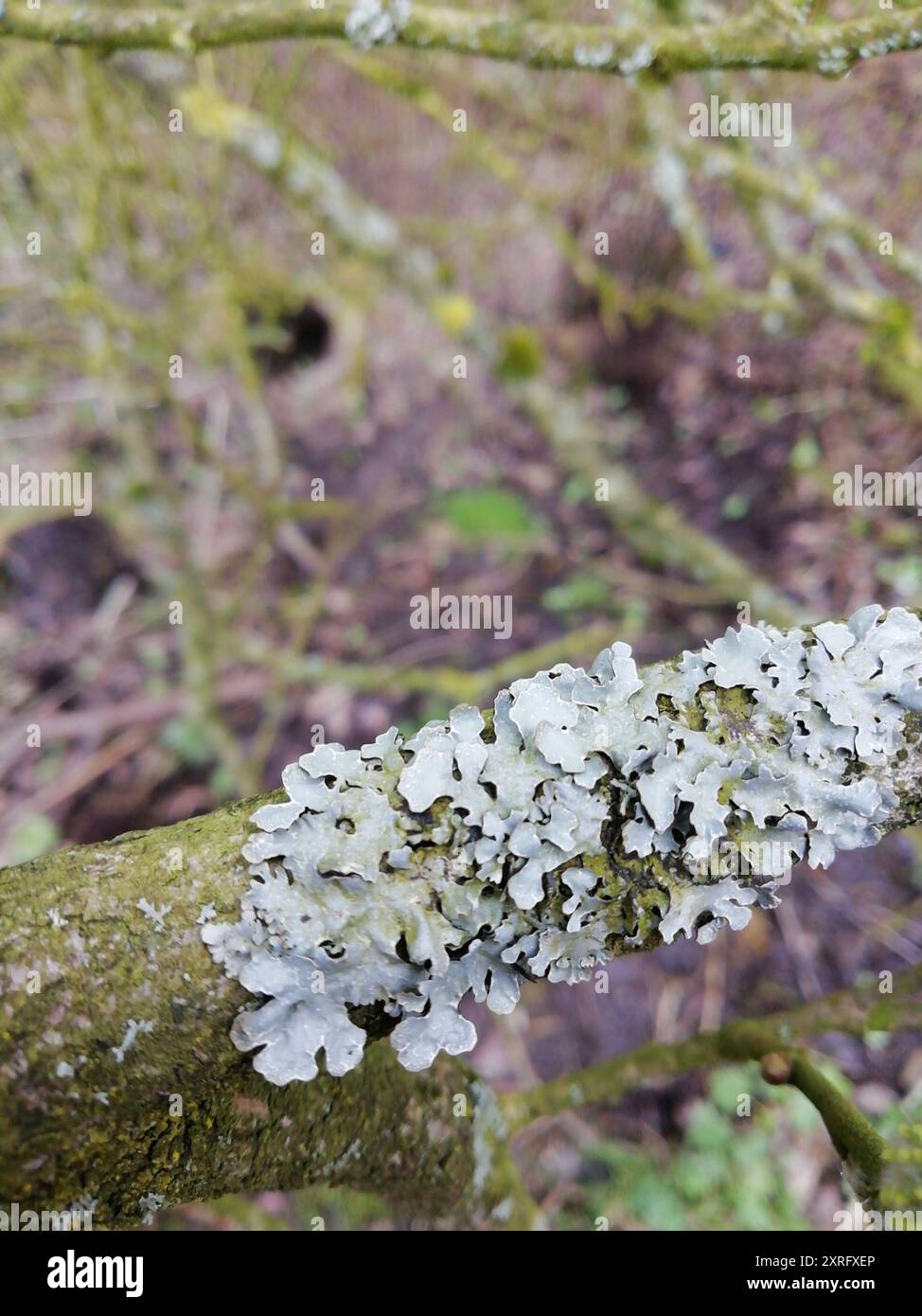 shield lichen (Parmelia sulcata) Fungi Stock Photo - Alamy