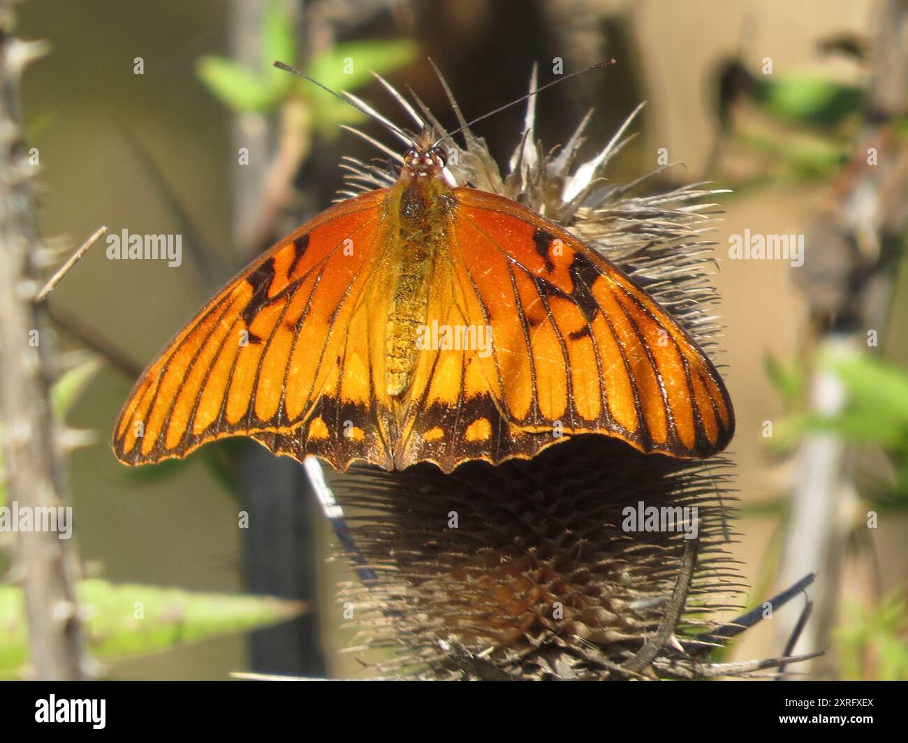 Mexican Silverspot (Dione moneta) Insecta Stock Photo - Alamy