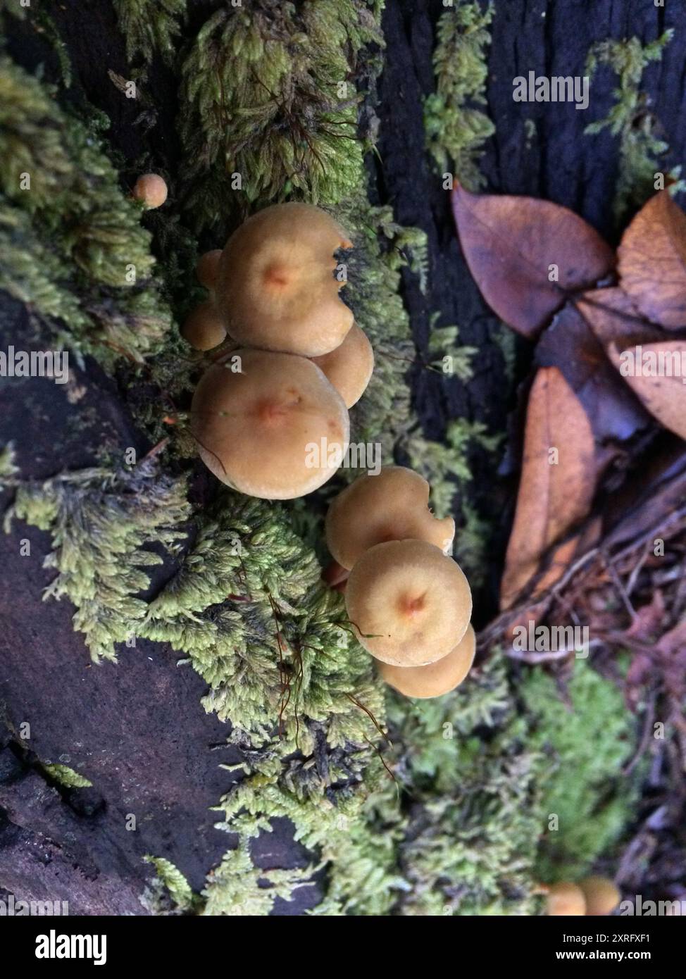 Hypholoma acutum hi-res stock photography and images - Alamy