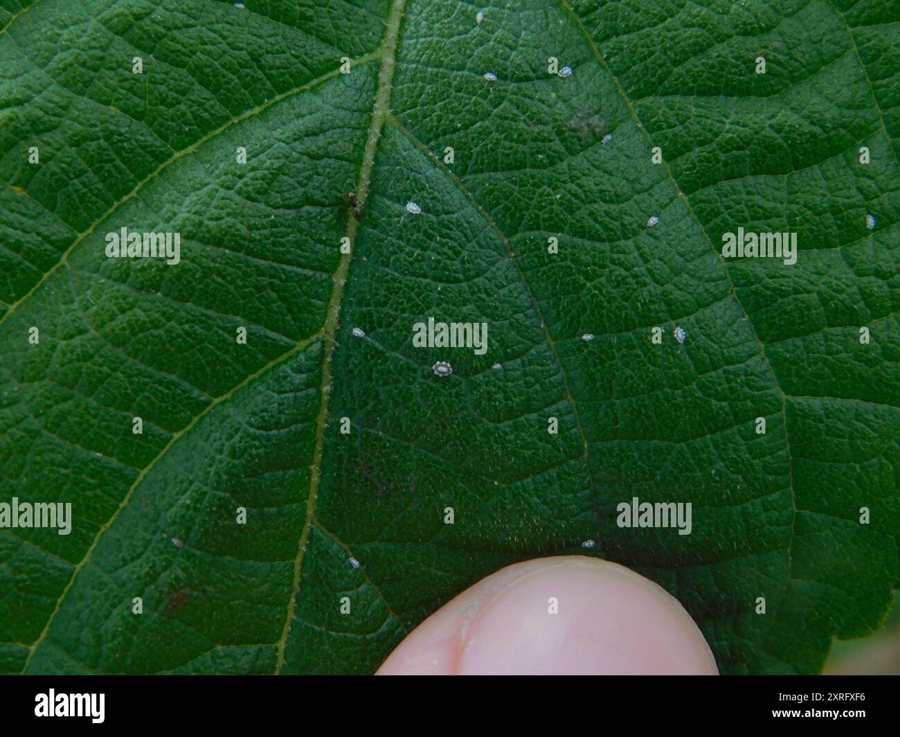 Florida Wax Scale (Ceroplastes floridensis) Insecta Stock Photo - Alamy