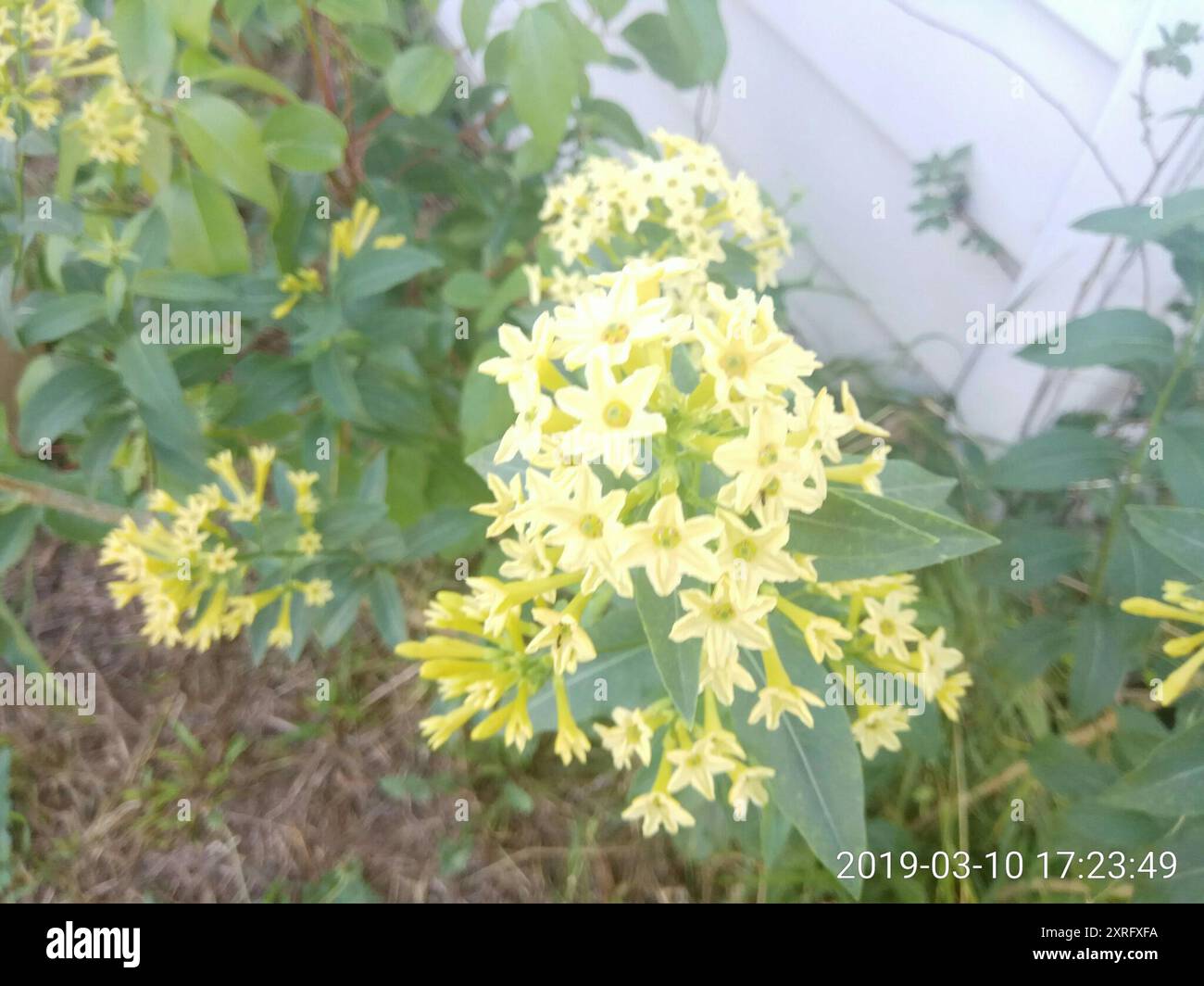 green cestrum (Cestrum parqui) Plantae Stock Photo - Alamy