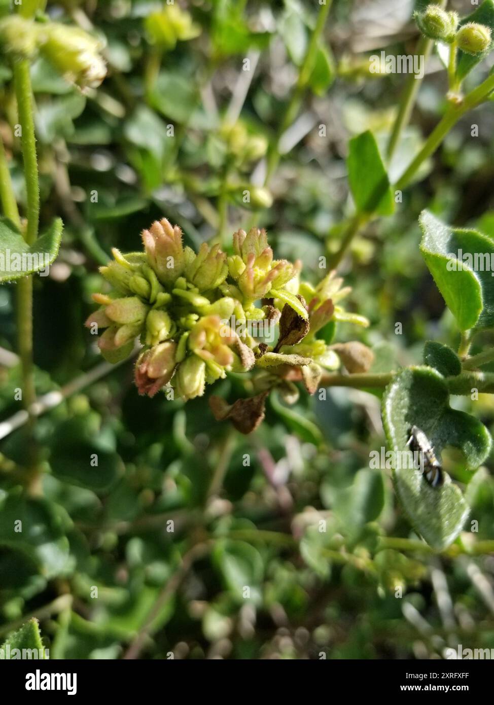 Wishbone Bush (Mirabilis laevis) Plantae Stock Photo - Alamy