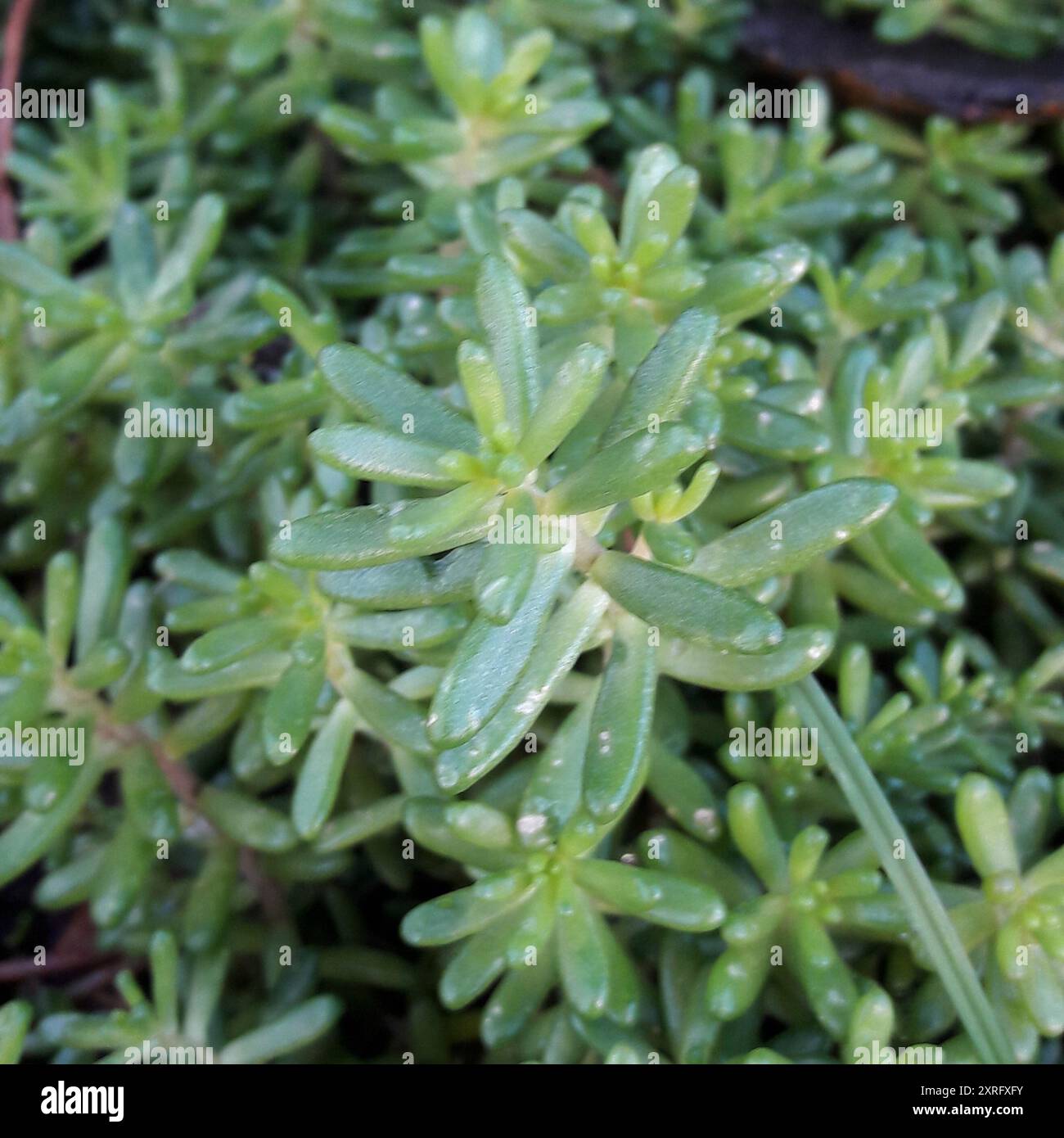 white stonecrop (Sedum album) Plantae Stock Photo - Alamy