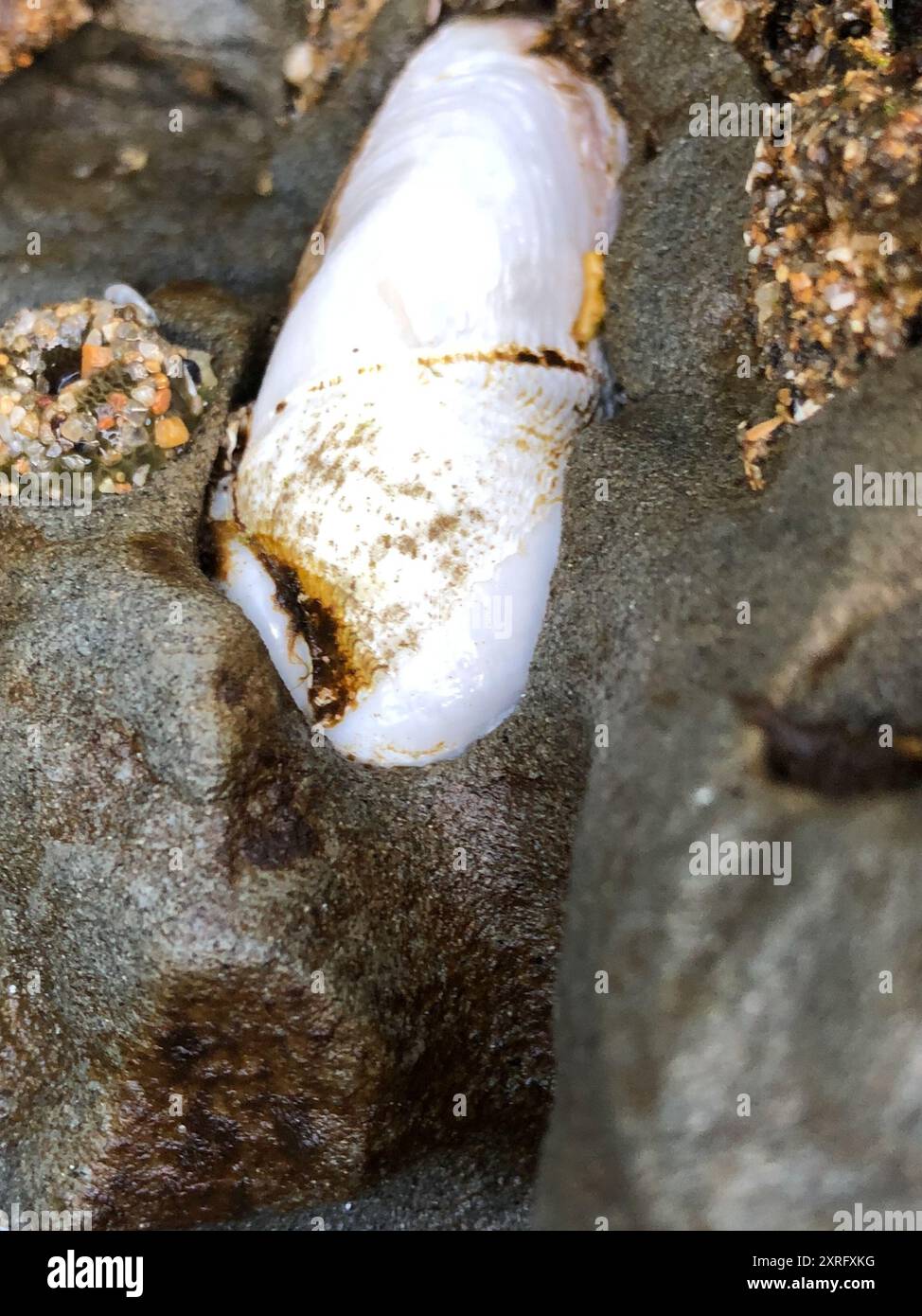 Scale-sided Piddock (Parapholas californica) Mollusca Stock Photo - Alamy